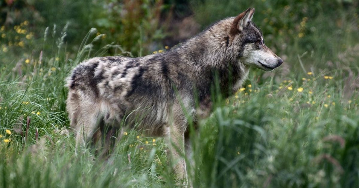 Schade door de wolf in 2024: 95 procent van de aanvallen géén ...
