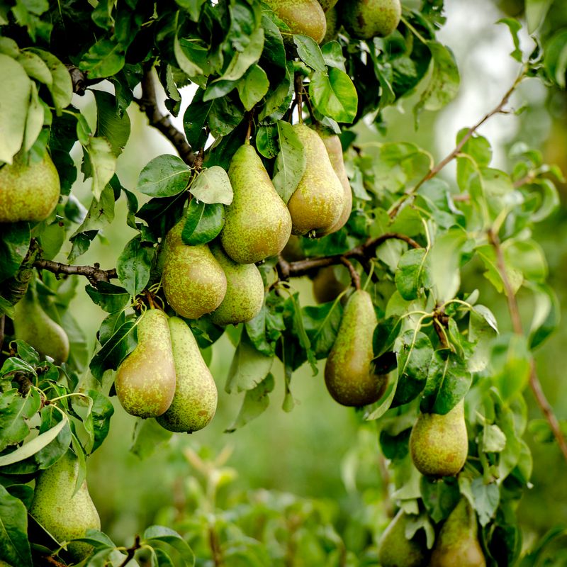 Pitloze peren bij Limburgse groenteboeren dankzij vorst - L1 Nieuws