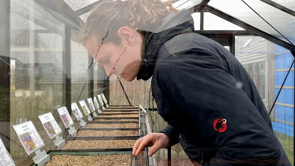 Rypster Mark Wierstra kweekt inheemse planten op eigen bodem: “Insecten ...