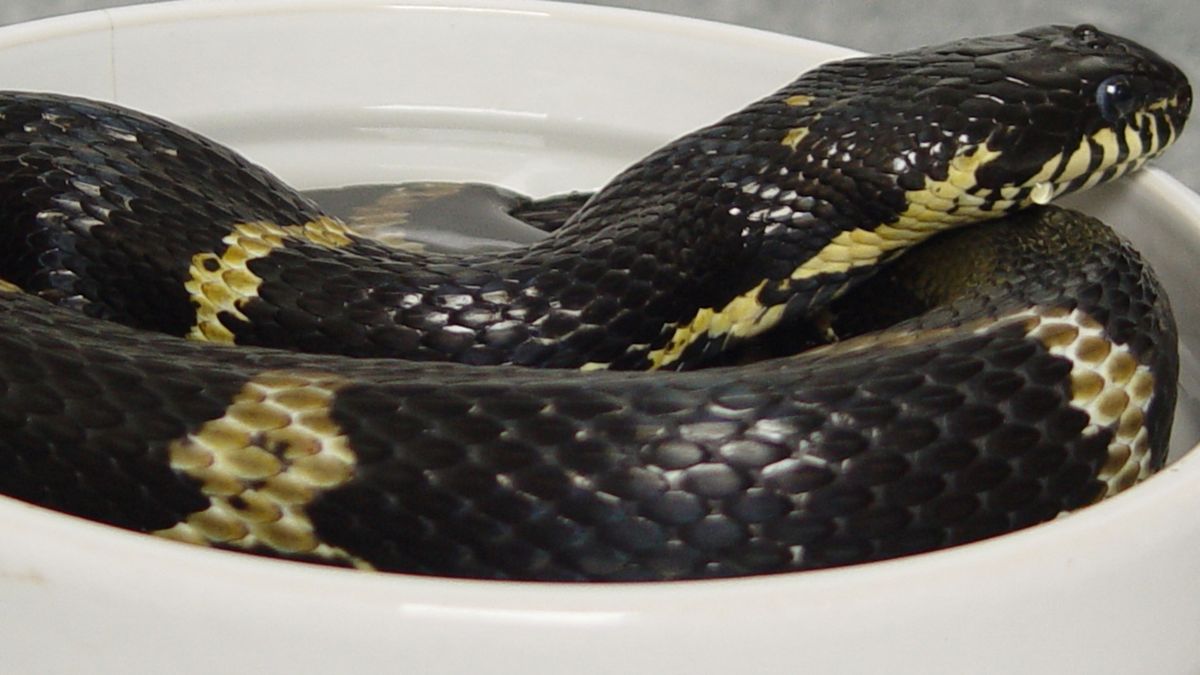 Russische rattenslang gedijt goed in Eelde en rukt op - RTV Noord