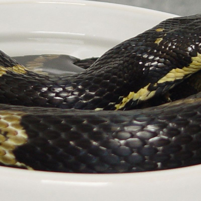 Russische rattenslang gedijt goed in Eelde en rukt op - RTV Noord