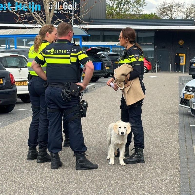 Hond van aangehouden winkeldief bevrijd uit auto - L1 Nieuws