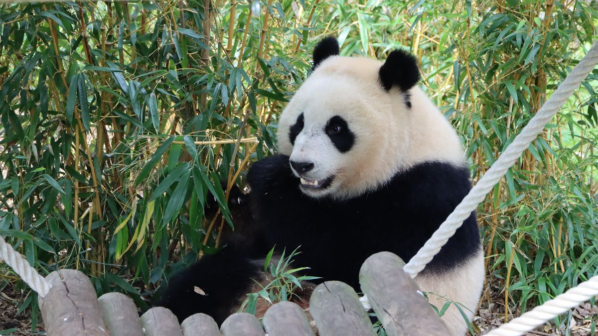 Mega-aandacht voor vertrek panda: 'Ze heeft ons allemaal betoverd ...