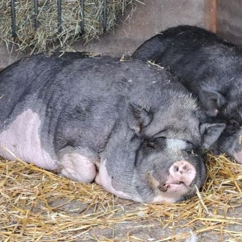 Gedumpte hangbuikzwijntjes maken het goed - Omroep Gelderland