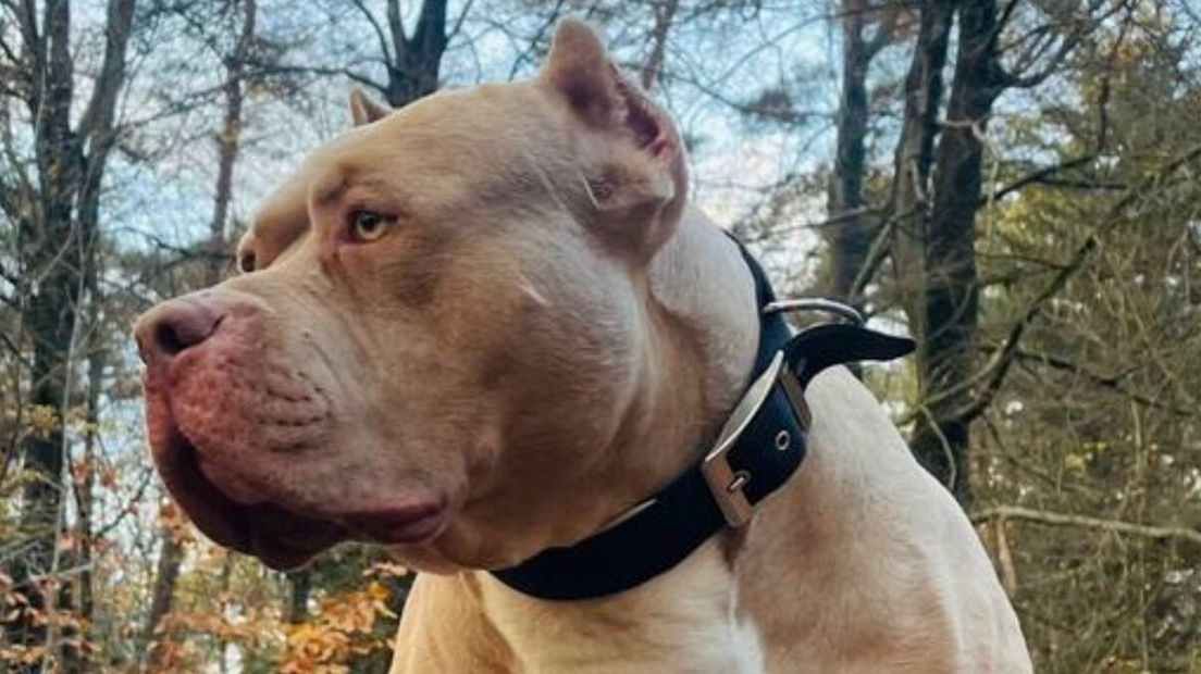 Zaak rond 'gevaarlijke' hond King sleept zich voort: 'Burgemeester ...