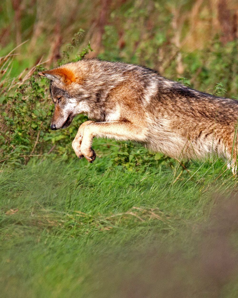 Een duik in de geschiedenis van de wolf: van wolvenjacht tot beschermd ...