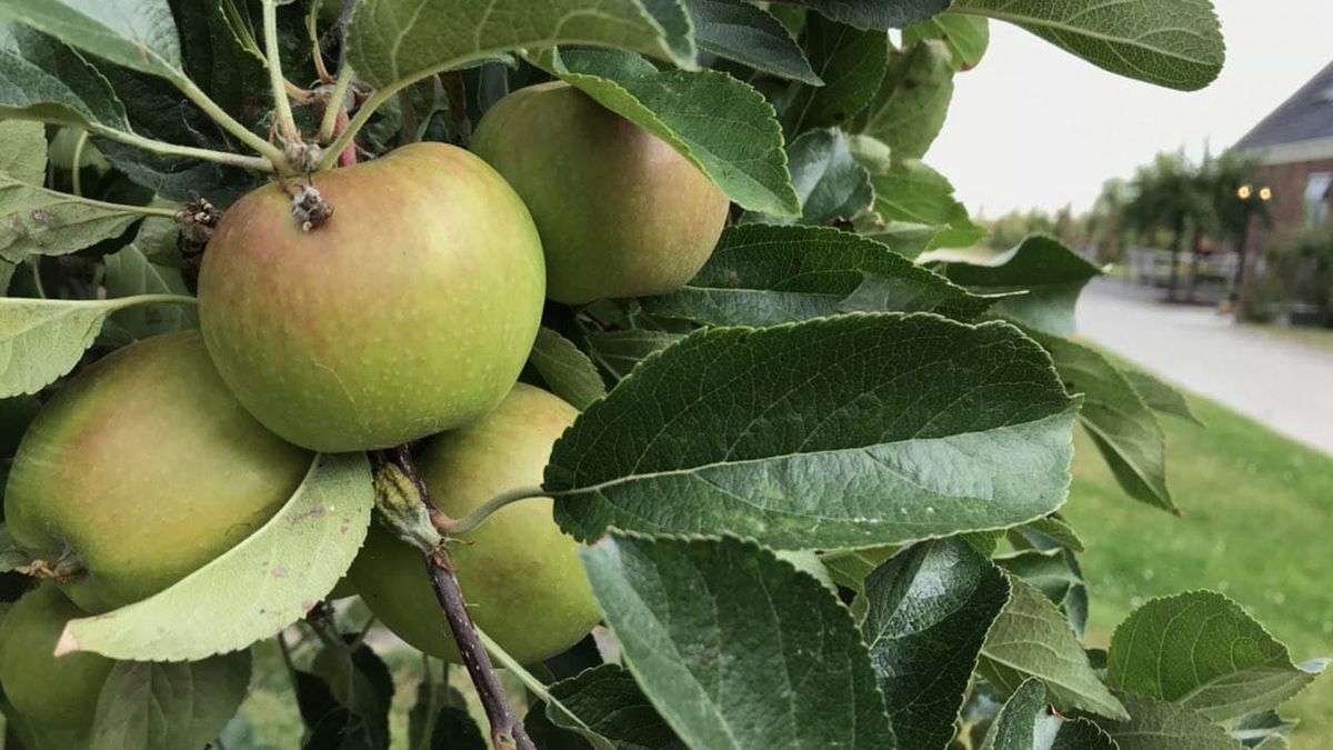 Nog even doorbijten: appels zijn duur, maar nieuwe oogst lijkt goed ...