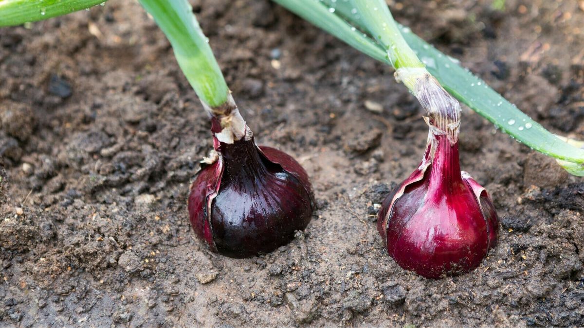 Tekort aan uienzaad vraagt telers te kijken naar andere opties - Omroep ...