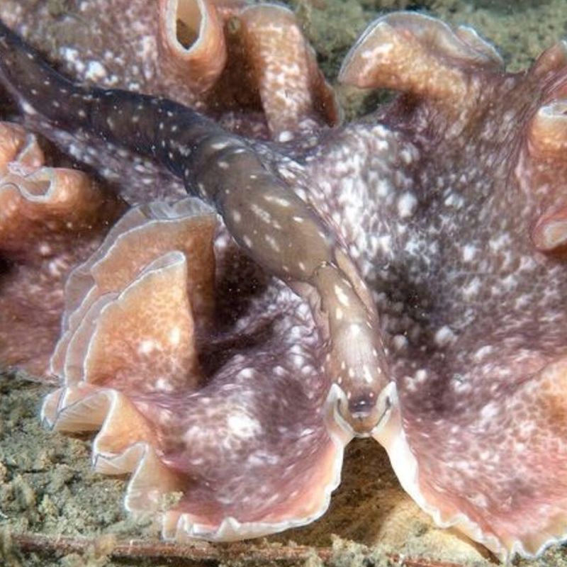 Nieuwe bewoner in de Oosterschelde: een nieuw soort platworm van 10 ...