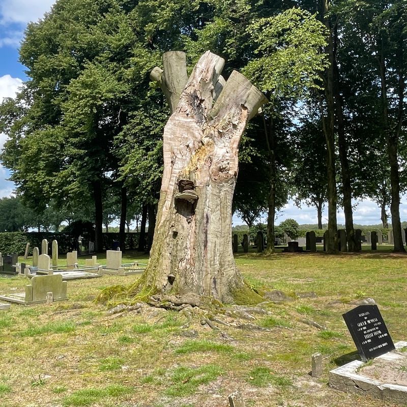 Twaalf-Apostelenboom Grolloo: hoe krijg je twaalf stammen in één boom ...