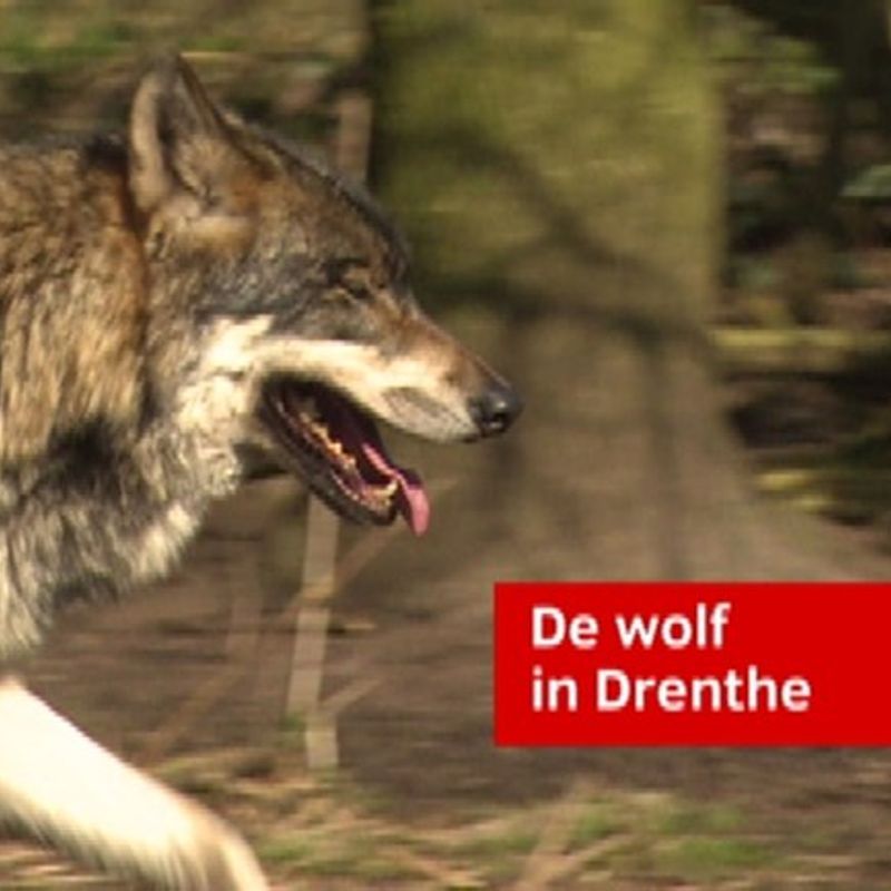 De wolf werd de afgelopen jaren vaker gezien in Drenthe - RTV Drenthe