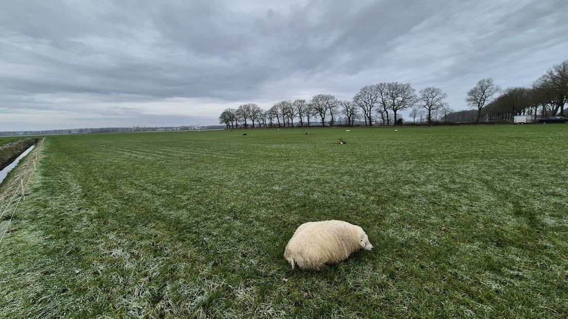 Zestig dode schapen rond Grolloo, wolvenconsulent waarschuwt voor meer ...