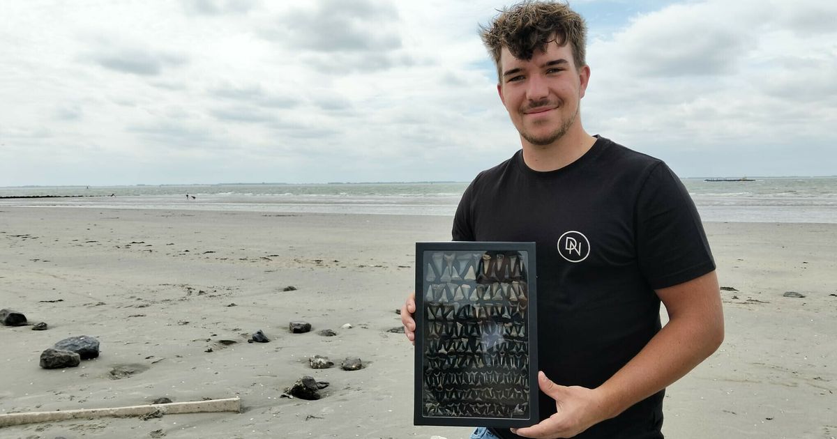 Op jacht naar haaientanden: een stille rage aan de Zeeuwse kust ...