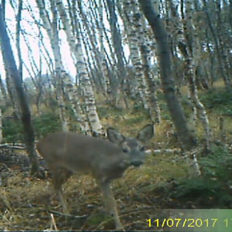 Video: Ree neemt een kijkje in het Kyllotsbos - RTV Drenthe