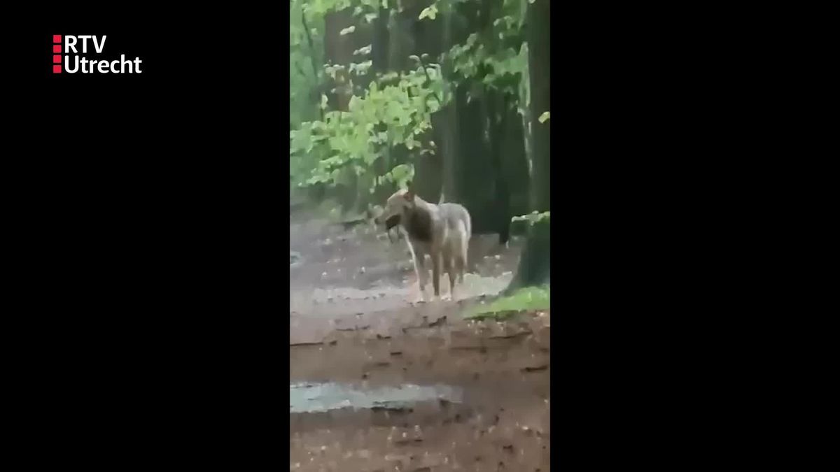 Beelden van een mogelijke wolf bij de Kozakkenput in Zeist - RTV Utrecht