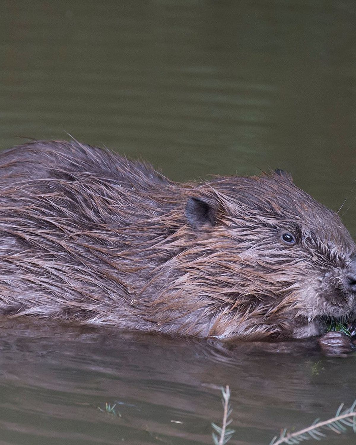 Het nieuwe Kenniscentrum Bever benoemt knelpunten en oplossingen - RTV ...