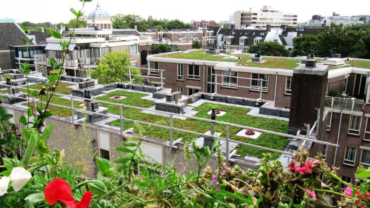Subsidie voor groene daken en regentonnen: 'Belangrijk voor de stad ...