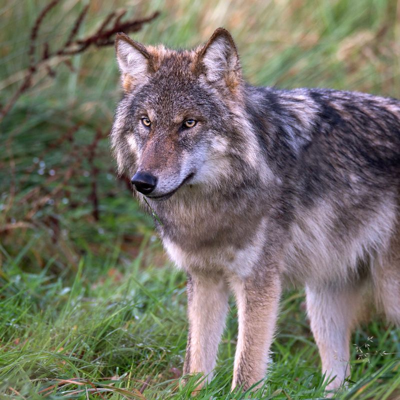 Adviescommissie: landelijke aanpak nodig voor wolf - RTV Drenthe
