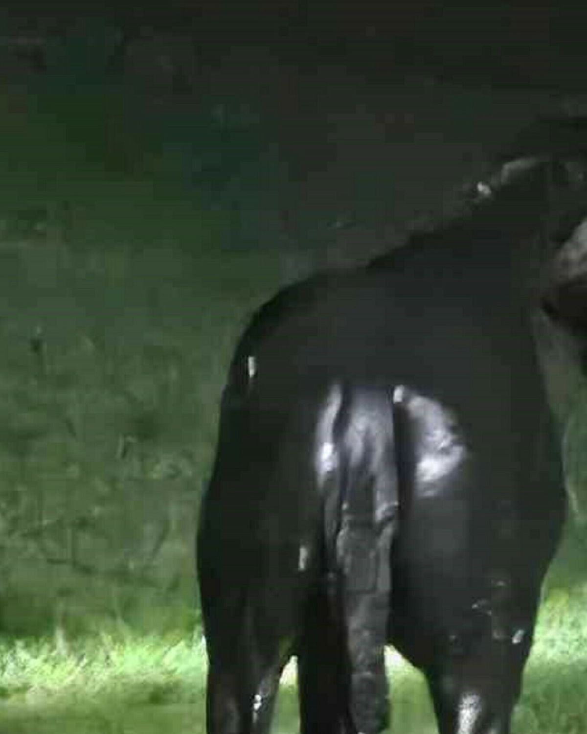 Brandweer redt Fries paard uit de sloot bij Goënga - Omrop Fryslân