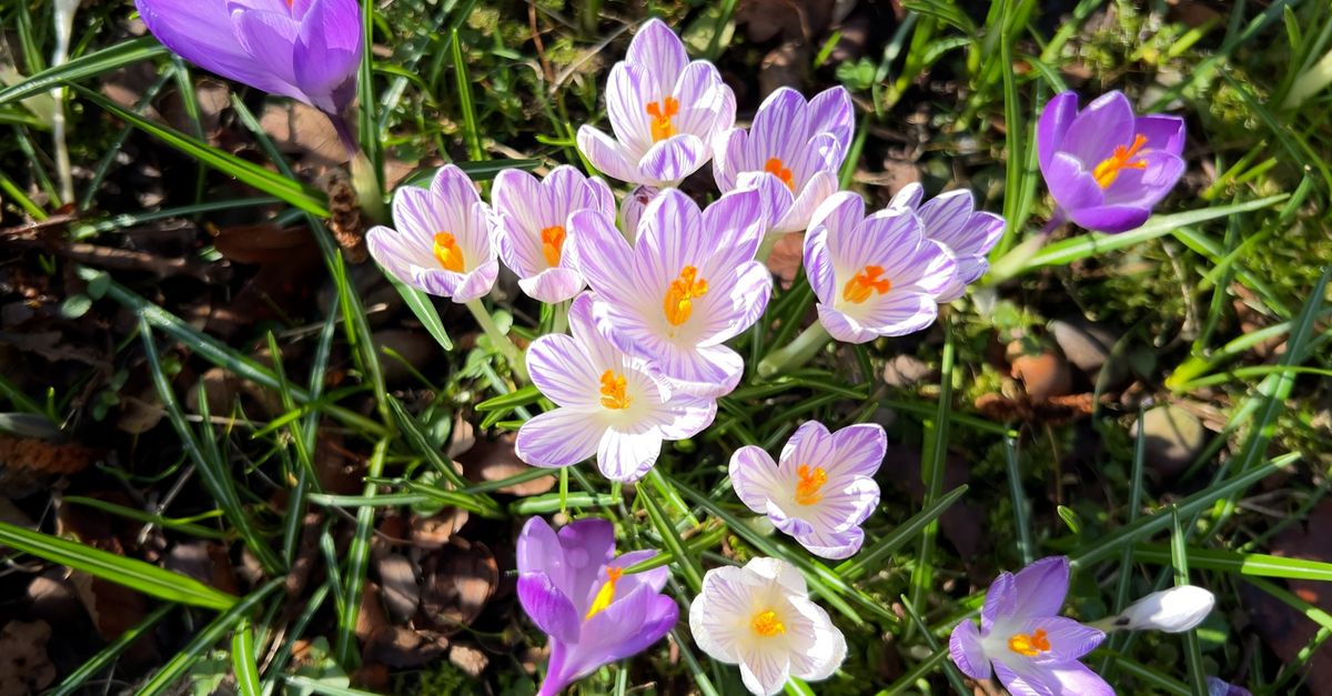 De lente is begonnen - heerlijk weer op komst - RTV Utrecht