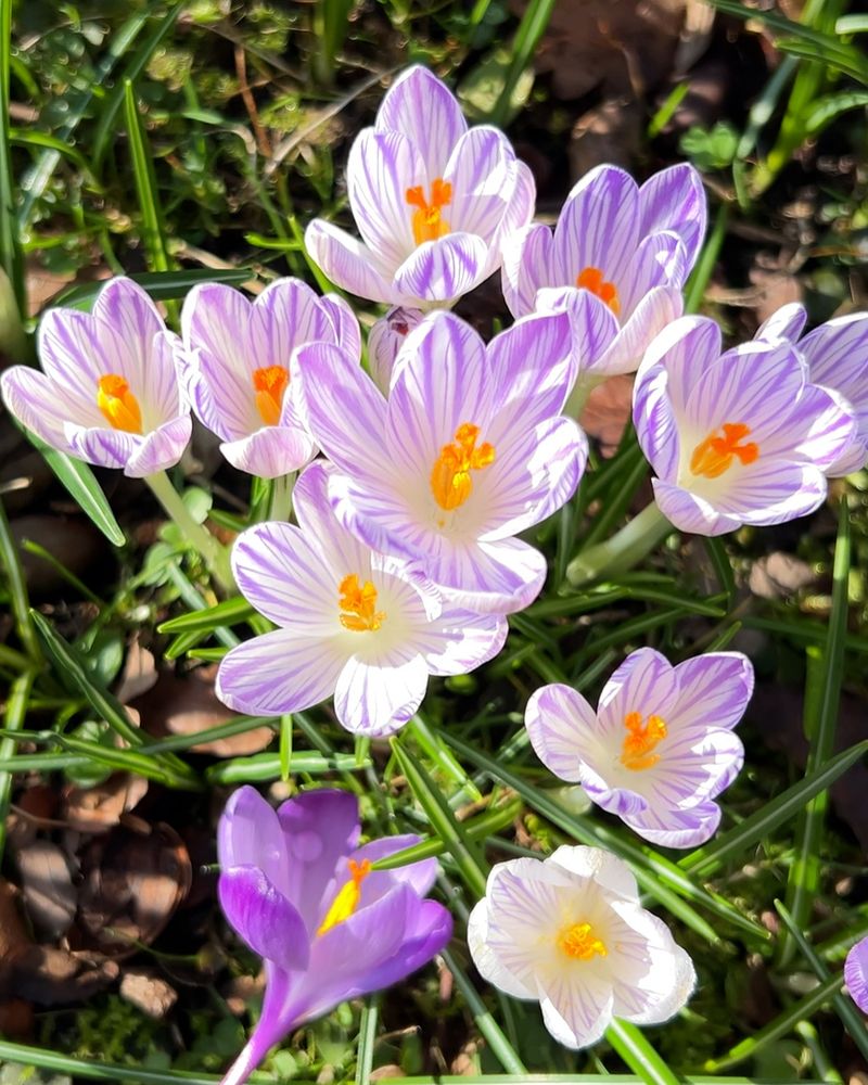De lente is begonnen - heerlijk weer op komst - RTV Utrecht