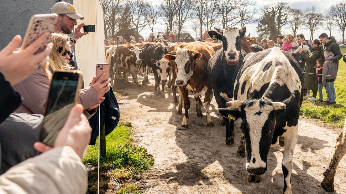 Dansende koeien zoeken in Fluitenberg eindelijk de wei weer op - RTV ...