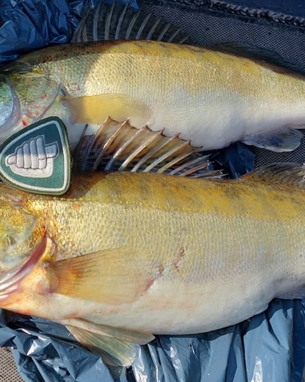 Bekeuring voor vissers op snoekbaars in natuur bij de Snitser Mar ...