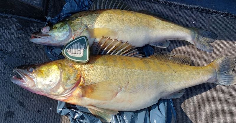 Bekeuring voor vissers op snoekbaars in natuur bij de Snitser Mar ...