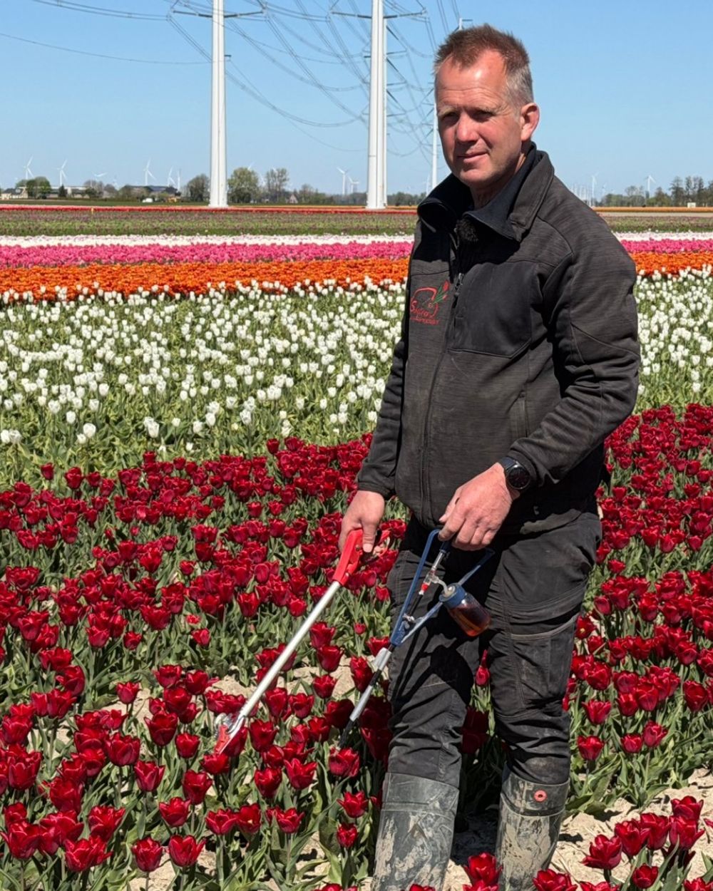 Zonder bestrijdingsmiddelen tulpen telen? 'De kans dat je op je bek ...