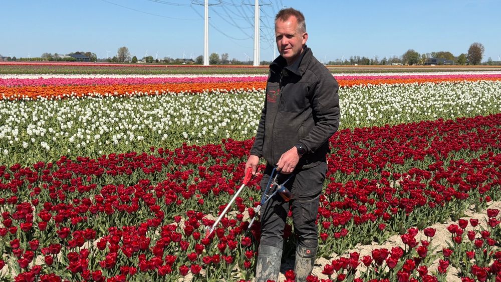 Zonder bestrijdingsmiddelen tulpen telen? 'De kans dat je op je bek ...