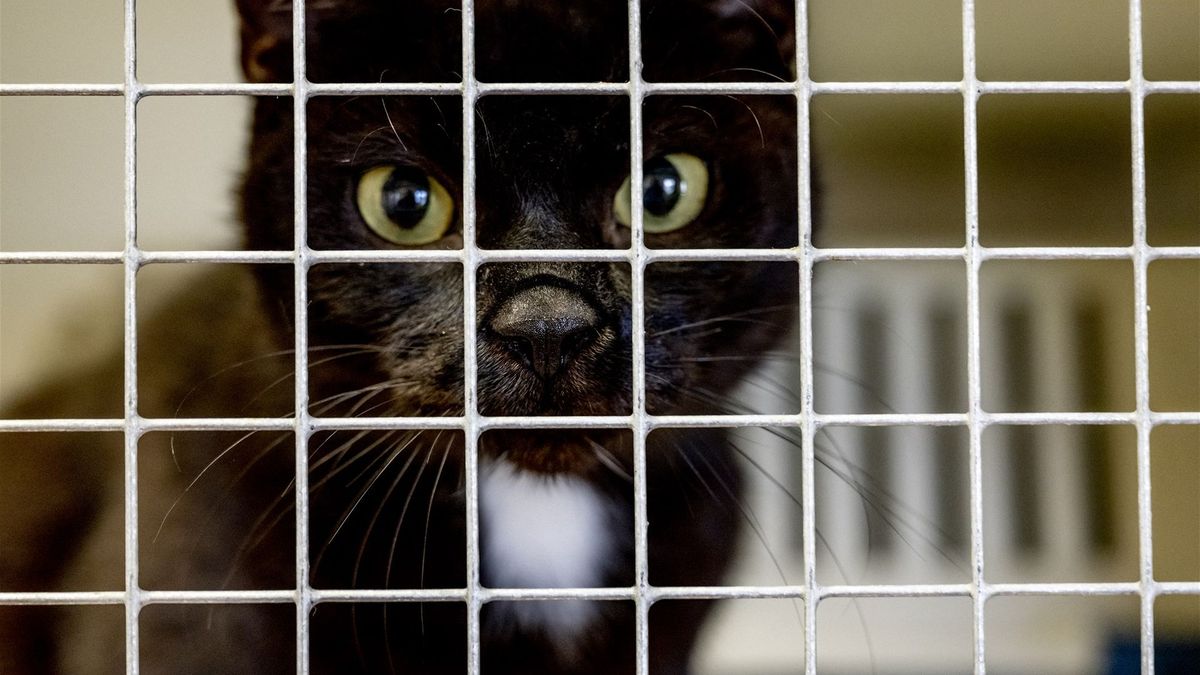 Overvolle dierenasiels: deze beestjes zoeken nog een baasje - Omroep ...