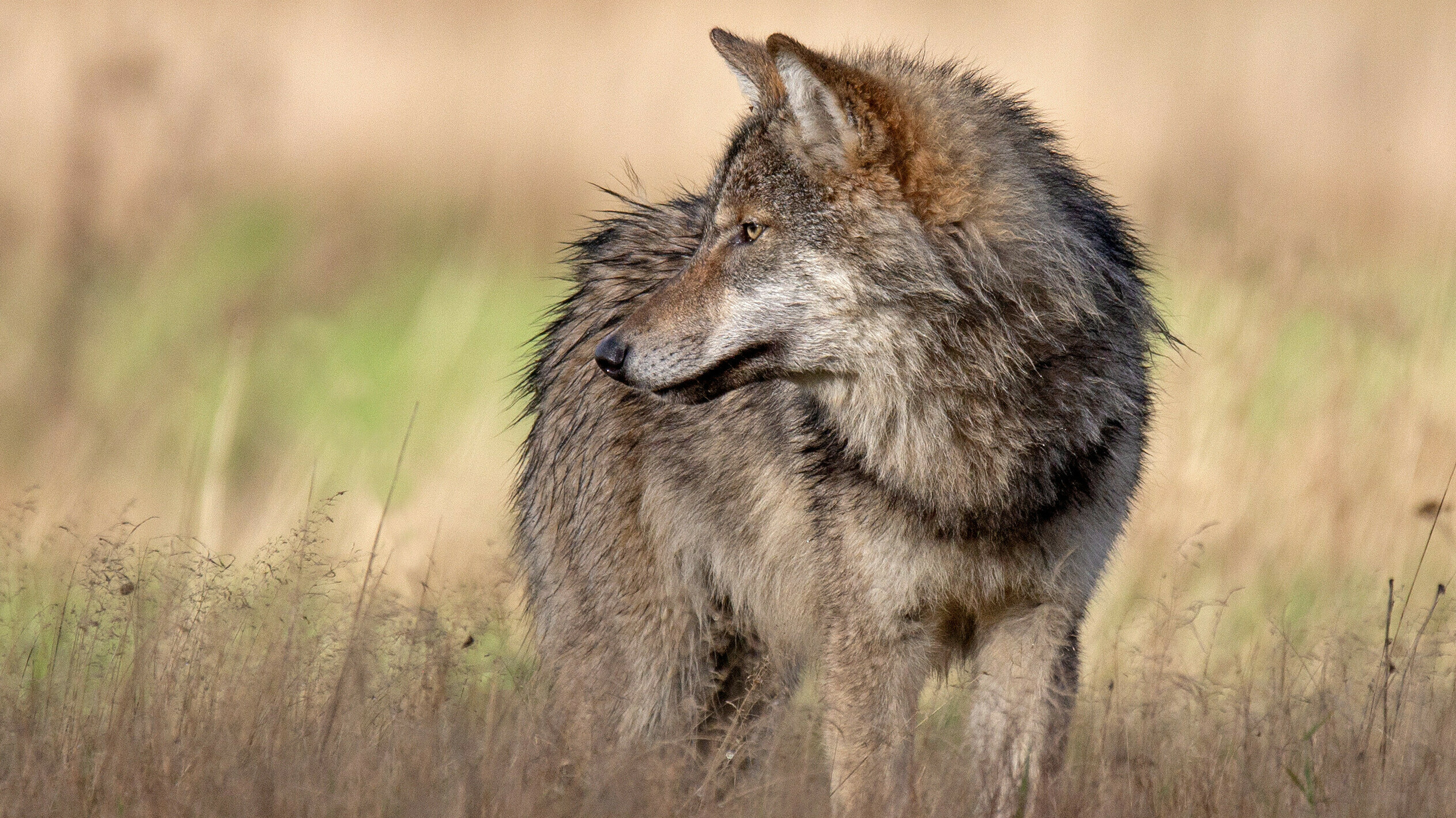 EU verlaagt status wolf, maar 'aanpakken wordt eigenlijk niet ...