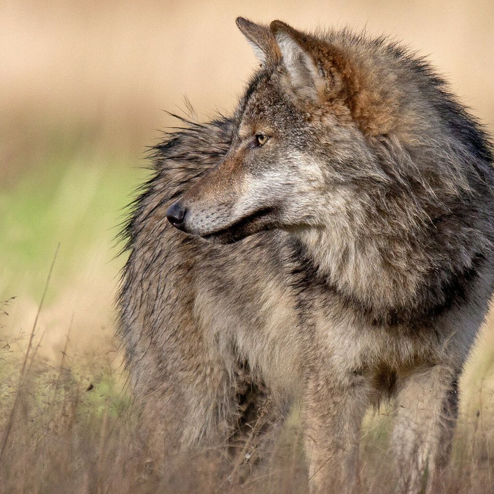 EU verlaagt status wolf, maar 'aanpakken wordt eigenlijk niet ...