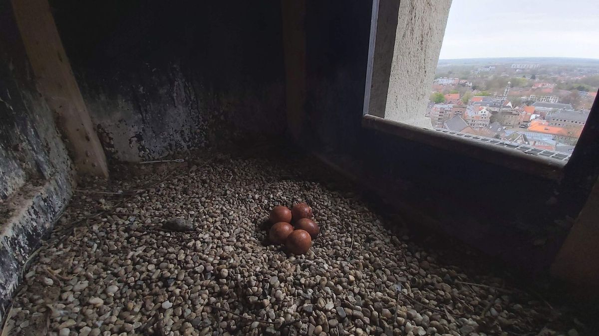 Slechtvalk legt vijf eieren in nest in Lange Jan en dus wappert er geen ...