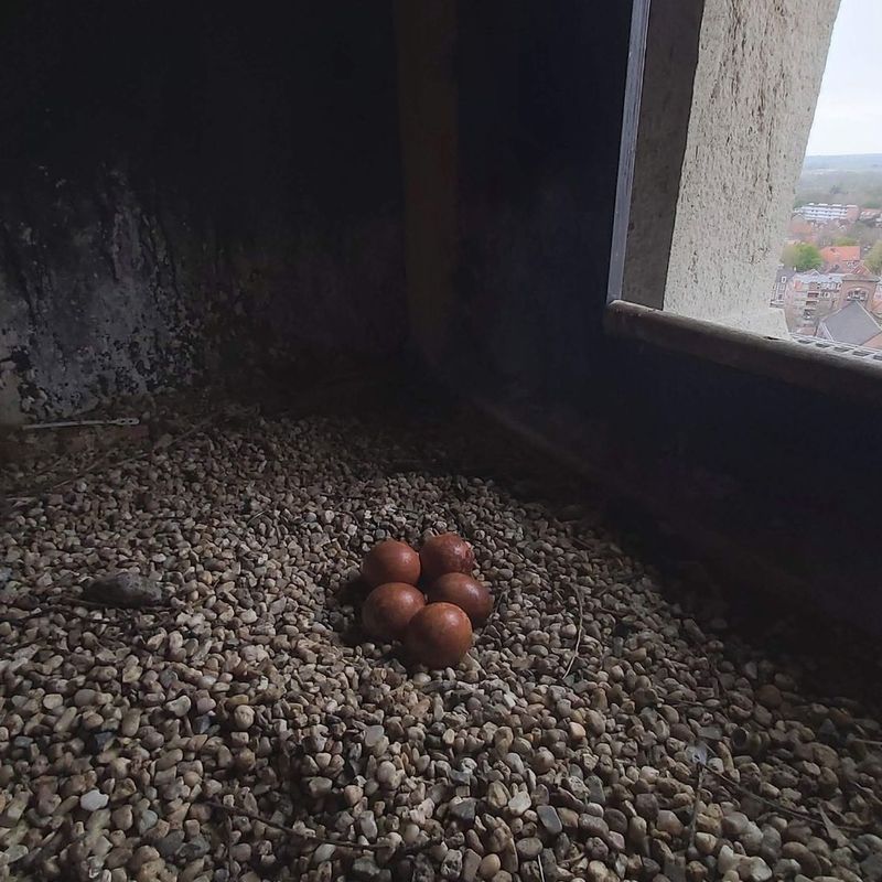 Slechtvalk legt vijf eieren in nest in Lange Jan en dus wappert er geen ...