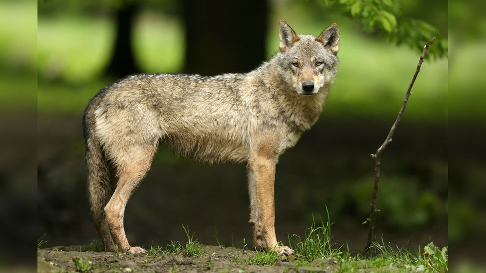 Subsidiegeld voor hekken tegen wolven is op - Omroep Zeeland Subsidiegeld voor hekken tegen wolven is op - Omroep Zeeland