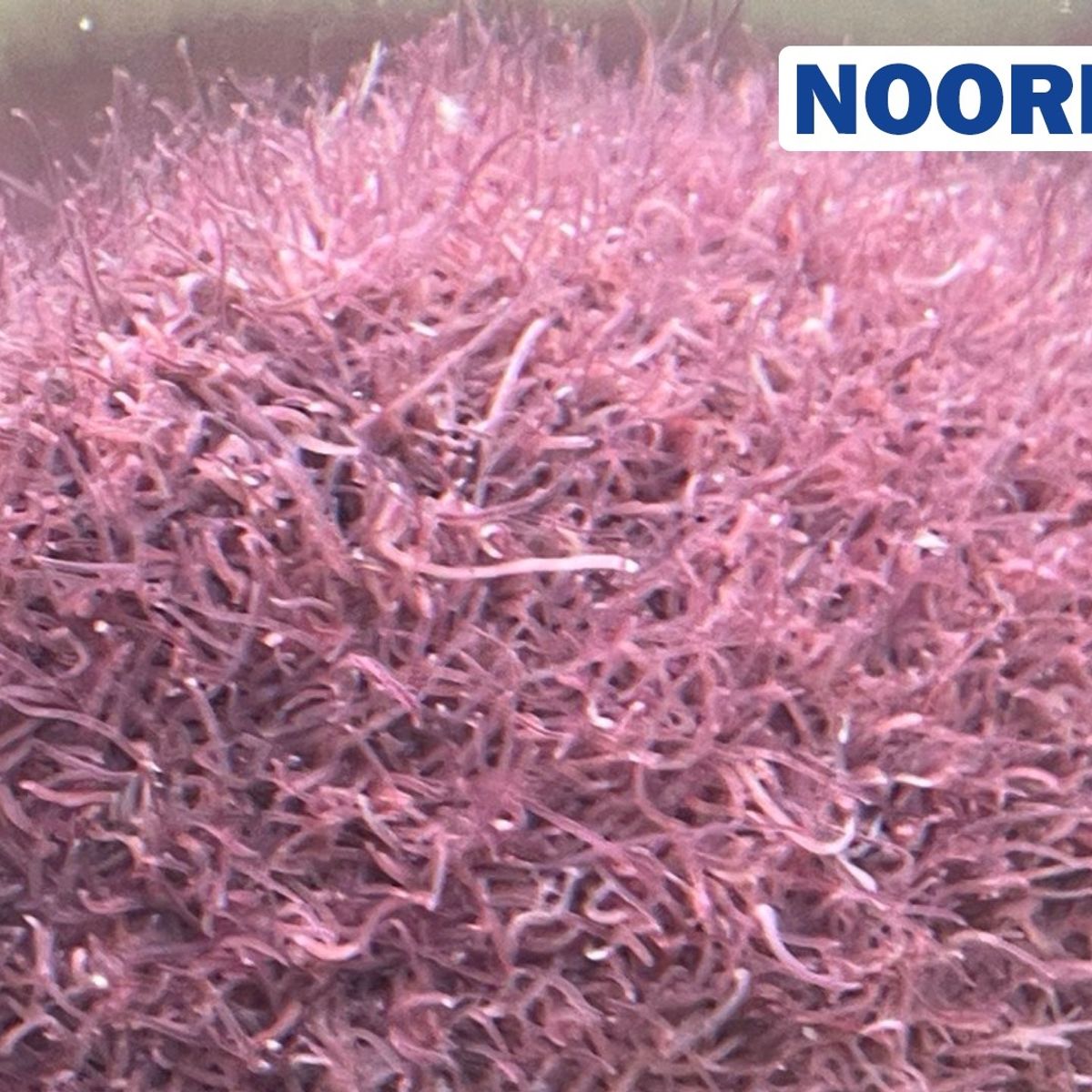 Hamburgers en worst van wormpjes: in Oostwold wordt er hard aan gewerkt ...