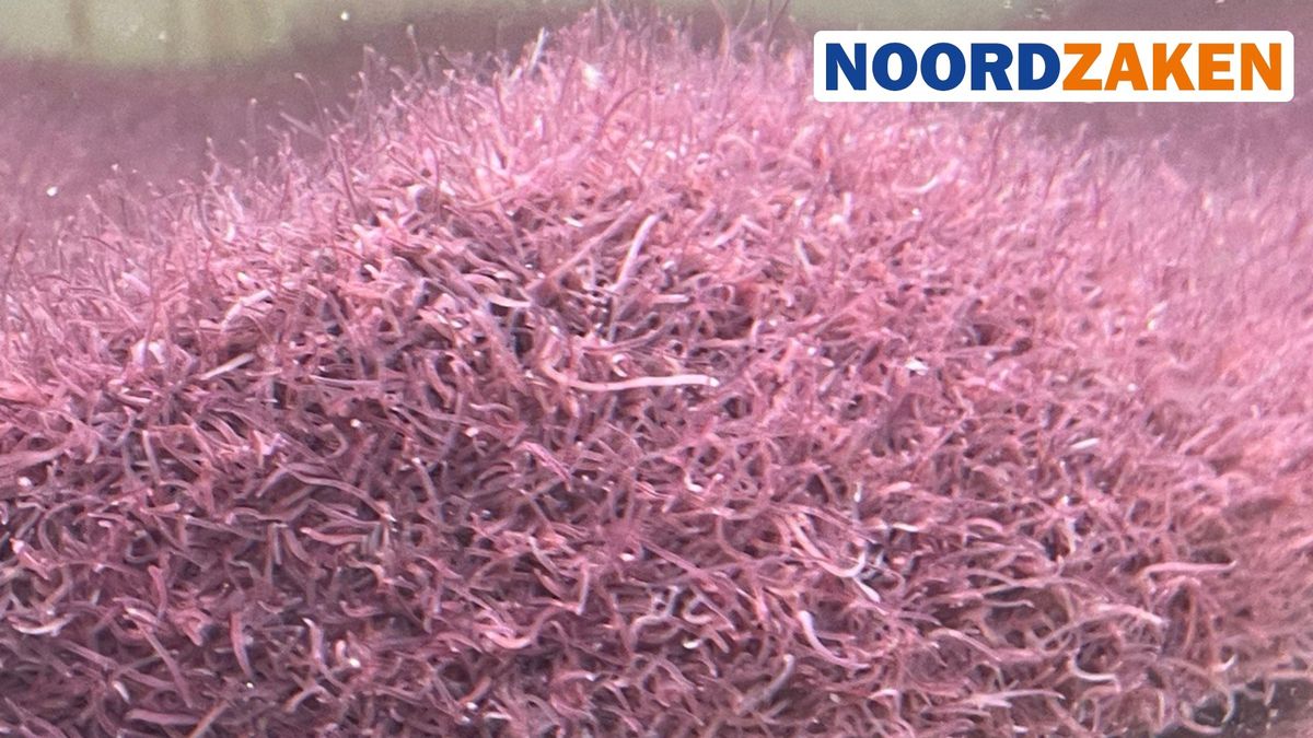 Hamburgers en worst van wormpjes: in Oostwold wordt er hard aan gewerkt ...