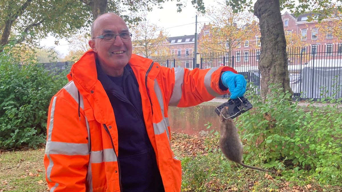 Deze rattenvanger kijkt nergens meer van op: ‘Ratten zijn net als jij ...