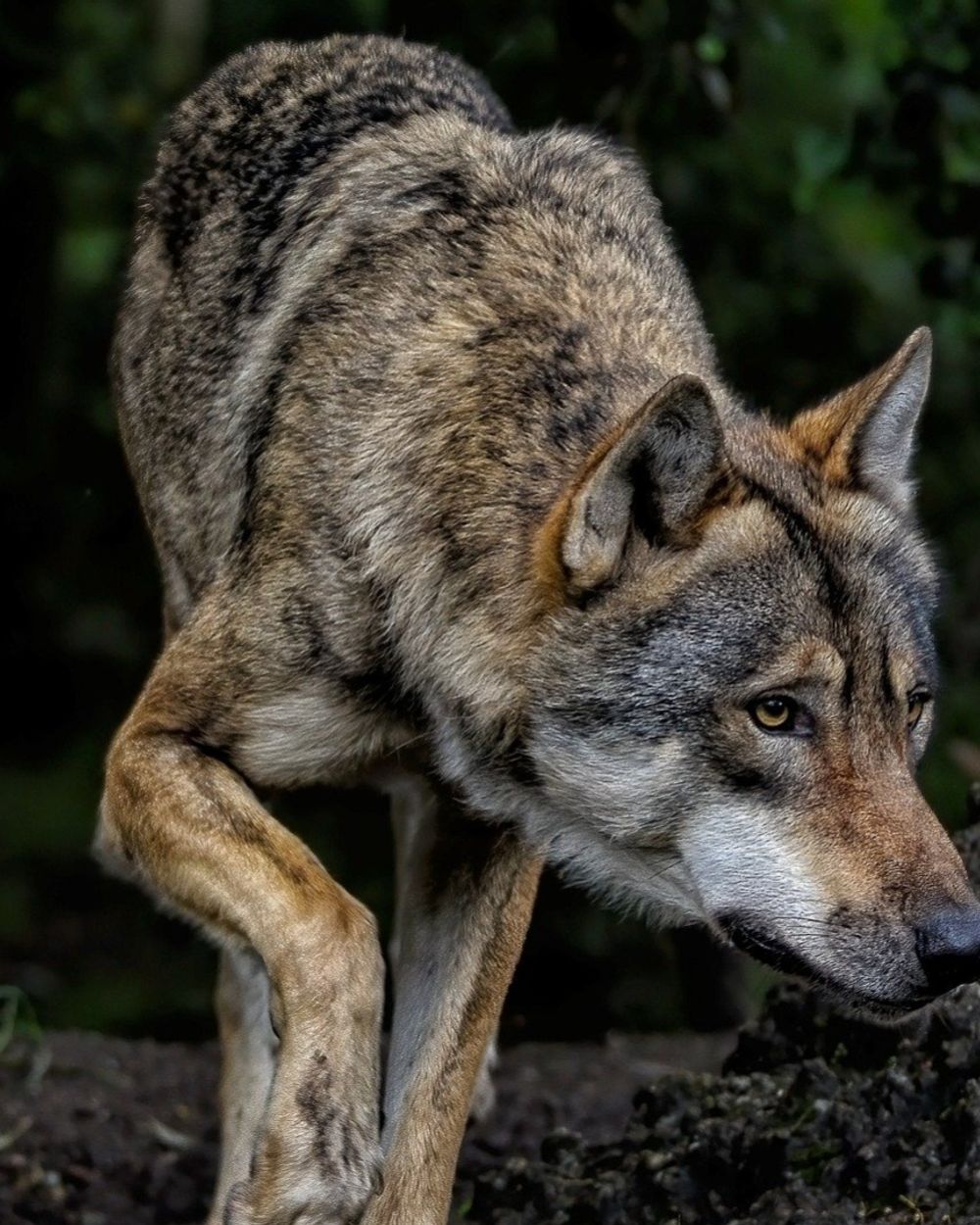 Wolf loopt nog steeds los in het bos, hoe nu verder? - RTV Utrecht