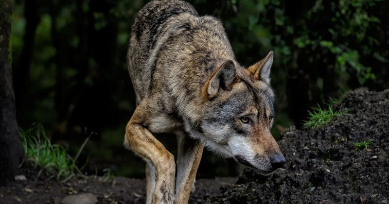 Wolf loopt nog steeds los in het bos, hoe nu verder? - RTV Utrecht