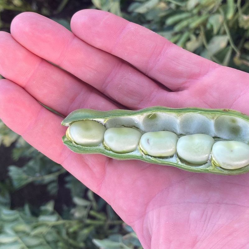 Eiwitfabriek in Emmen gaat draaien op veldbonen, 'liefst zo groen ...