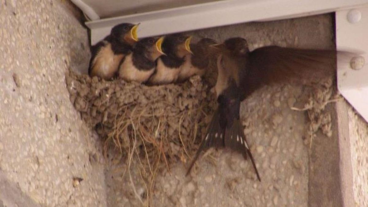Rel rond verwijderen zwaluwnesten Geertien Muggenbeet - Oost