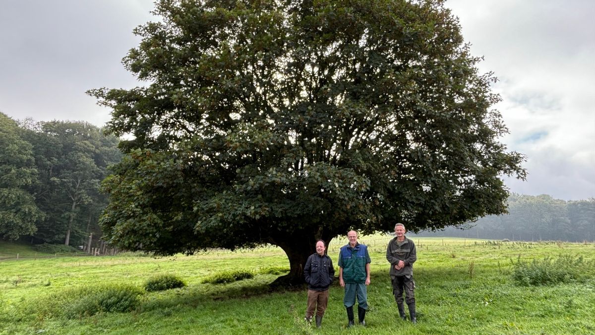 Natuur en Zo Radio: staat de Boom van het Jaar in Heerlen? - L1