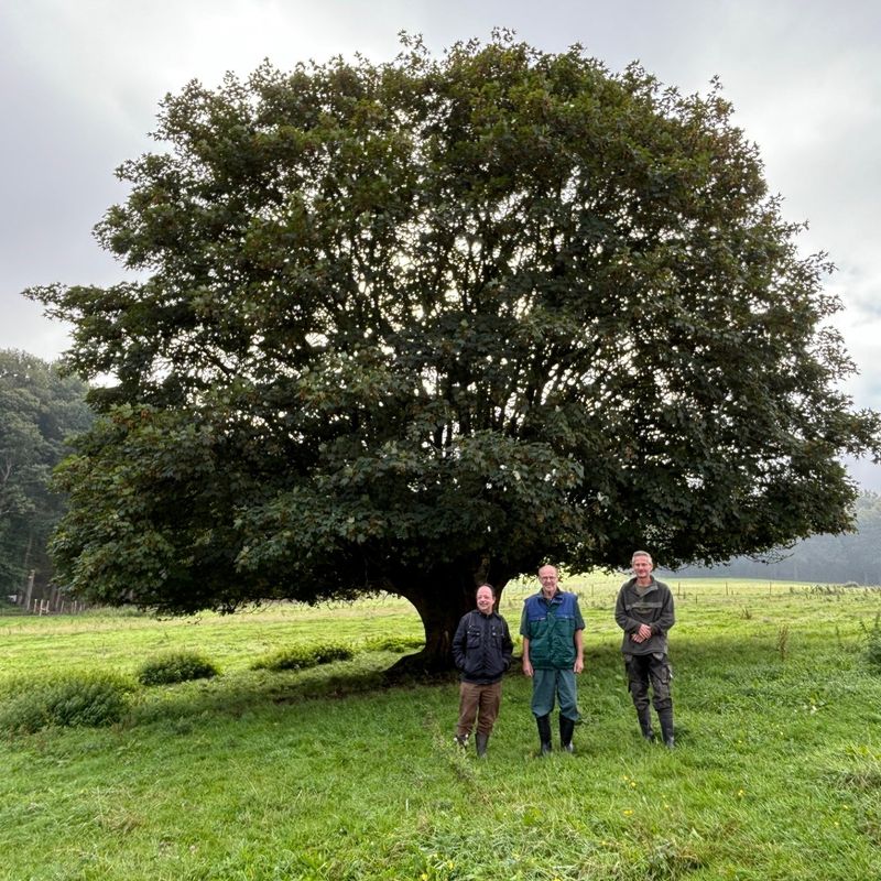 Natuur en Zo Radio: staat de Boom van het Jaar in Heerlen? - L1