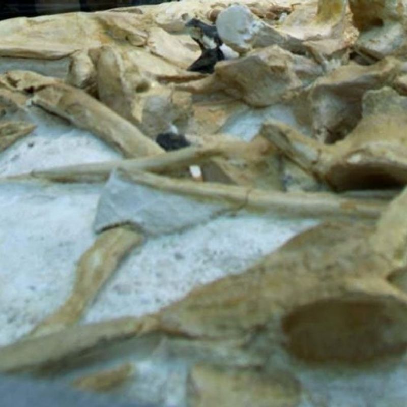 Mosasaurus Bèr onder de scanner - L1