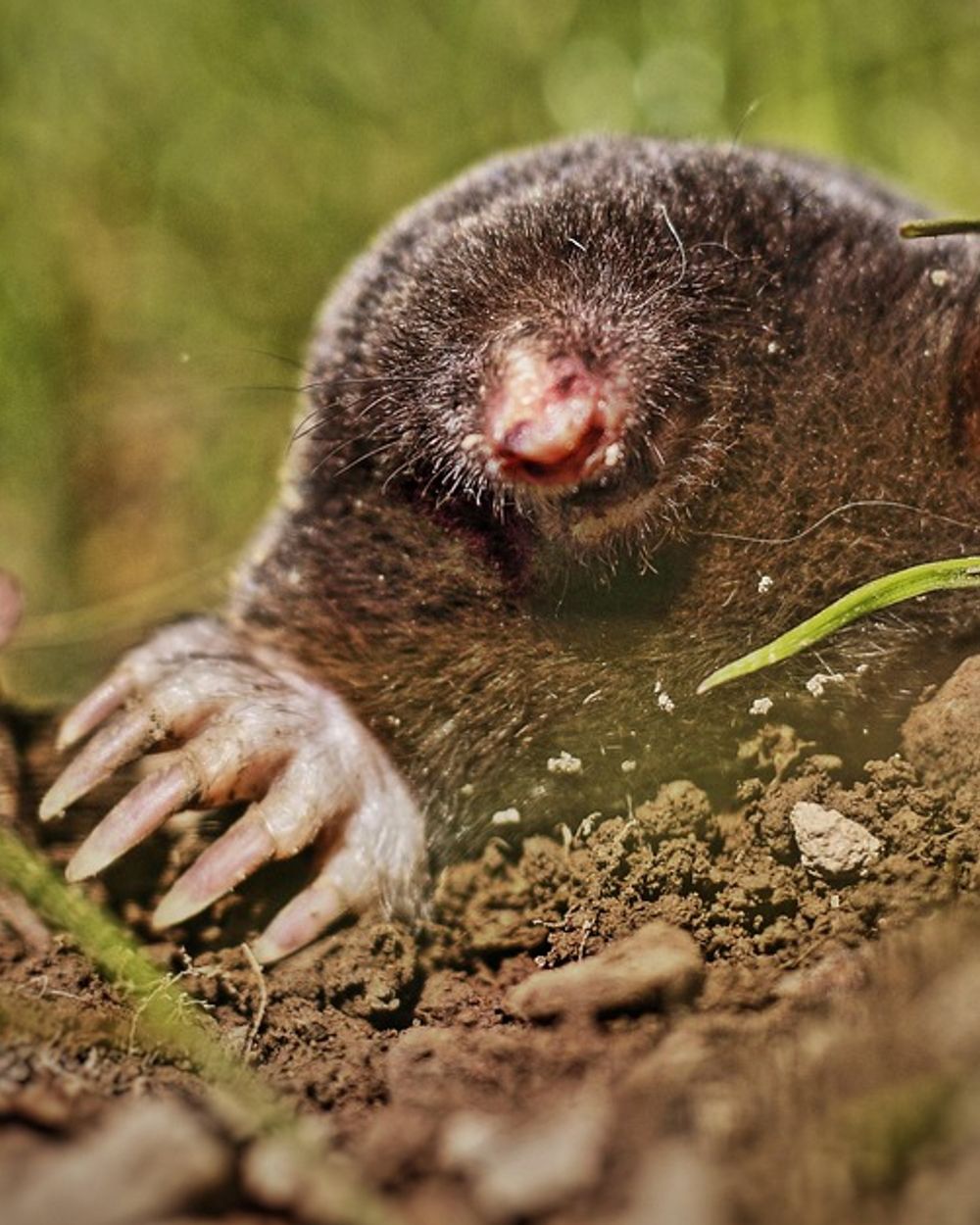 Aantal molshopen verdubbeld: 'Ontzettend nuttige dieren' - Rijnmond