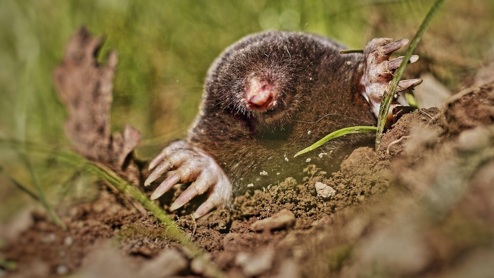 Aantal molshopen verdubbeld: 'Ontzettend nuttige dieren' - Rijnmond