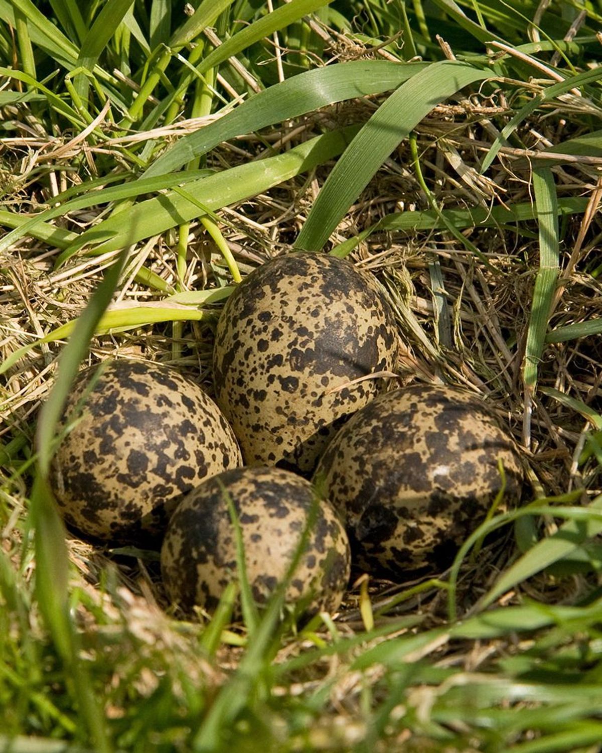 Oerlibbingskânsen ljippepiken yn plasdras mei stjoerders yn kaart ...
