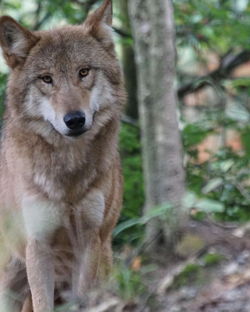 Opnieuw bijtincident met mogelijke wolf gemeld bij Austerlitz - RTV Utrecht